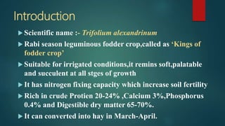 Berseem fodder crop production | PPTX