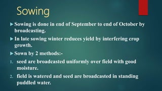 Berseem fodder crop production | PPTX