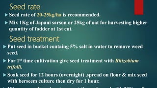 Berseem fodder crop production | PPTX