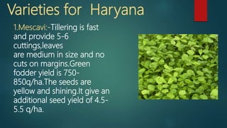 Berseem fodder crop production | PPTX