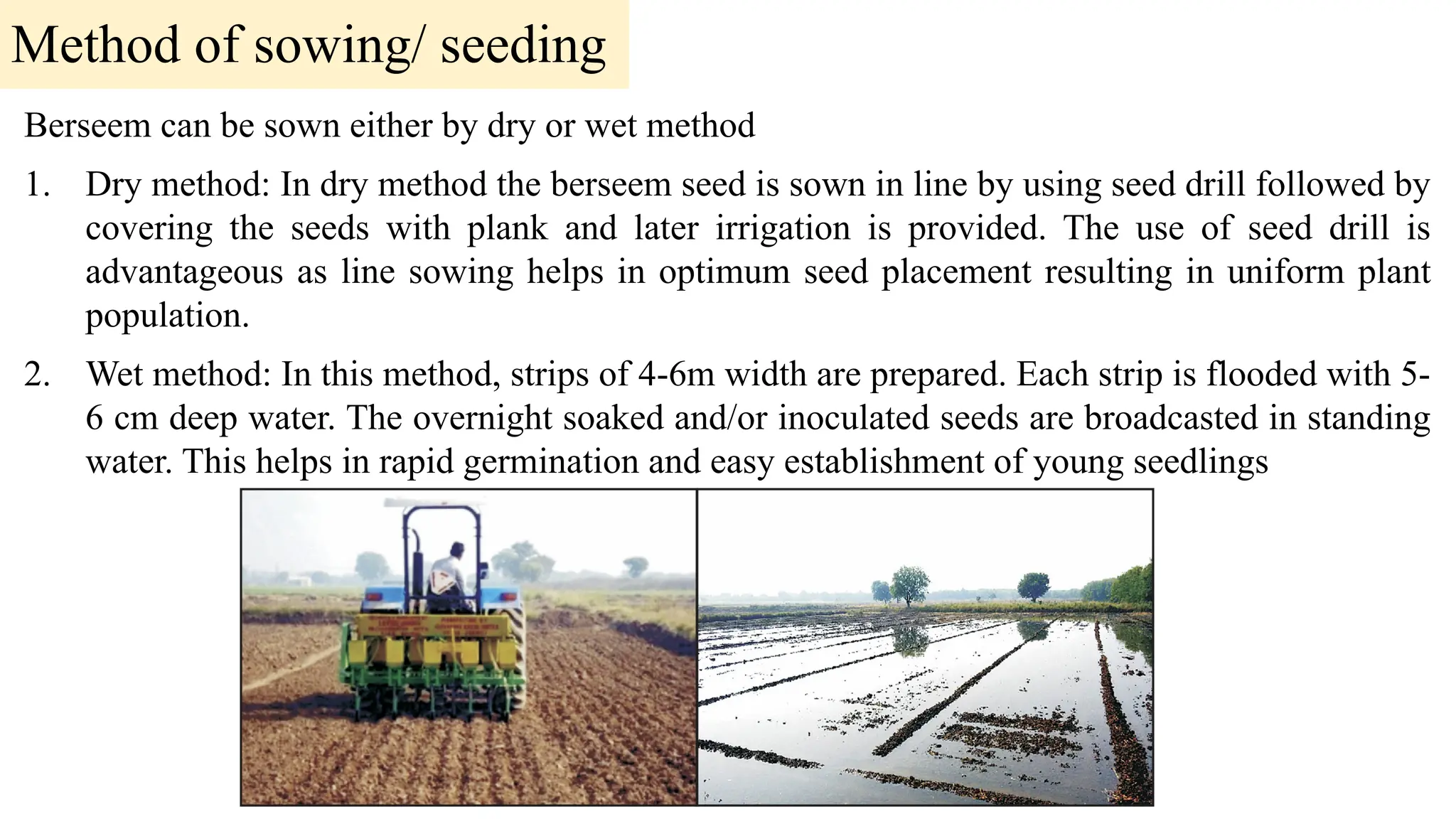 berseem crop production and its cultivation .pptx