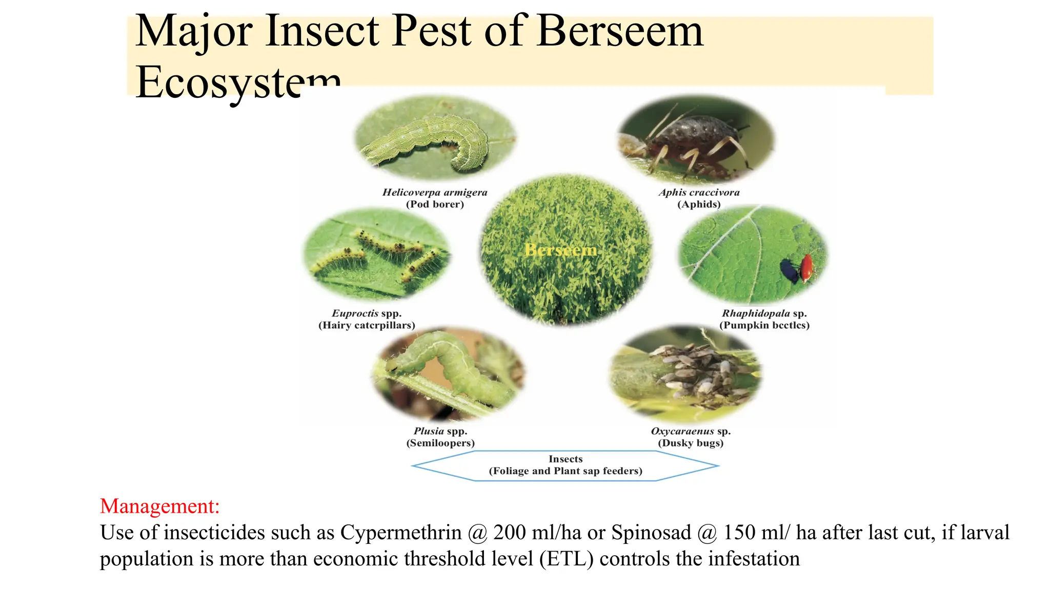 berseem crop production and its cultivation .pptx