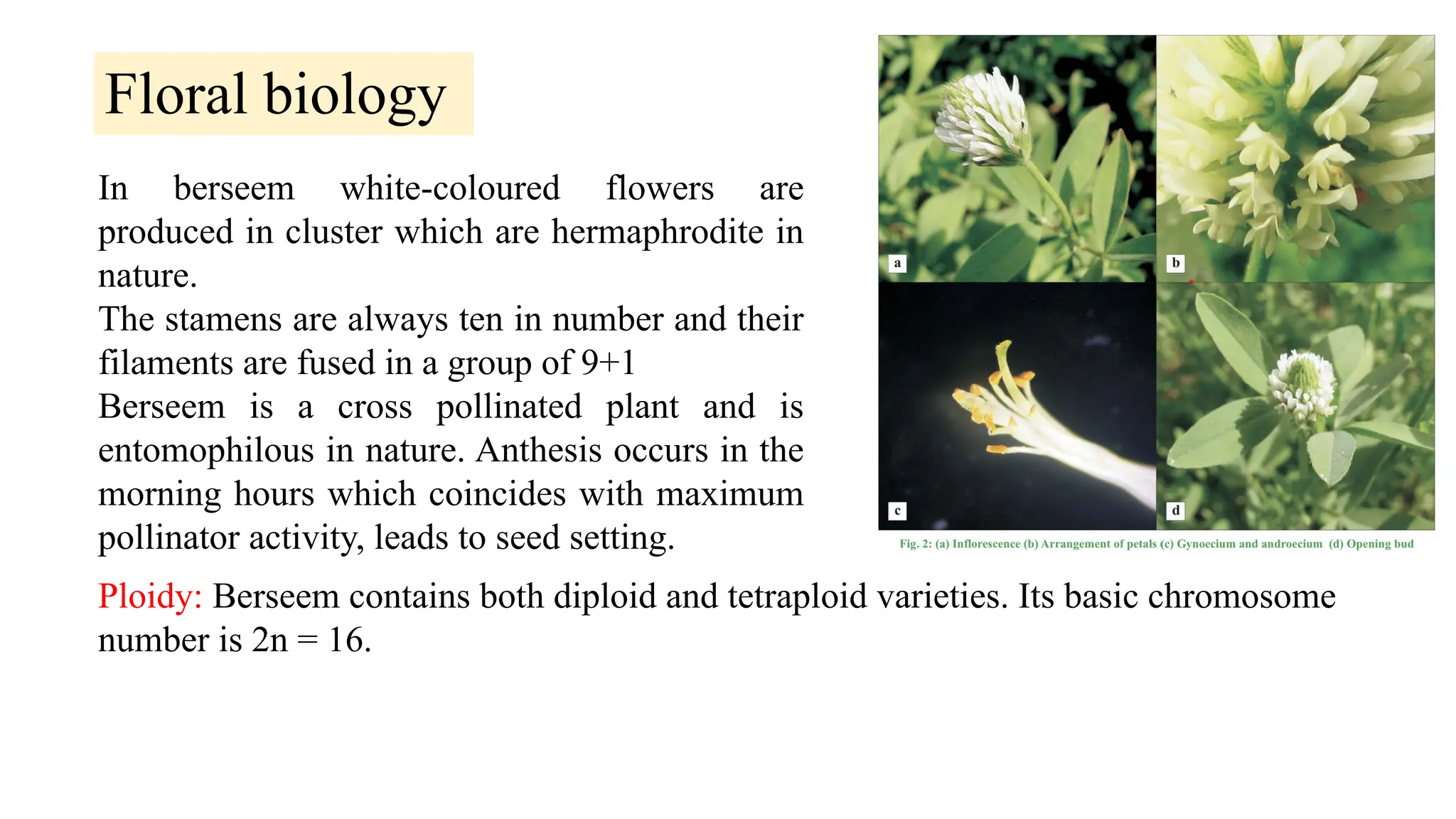 berseem crop production and its cultivation .pptx