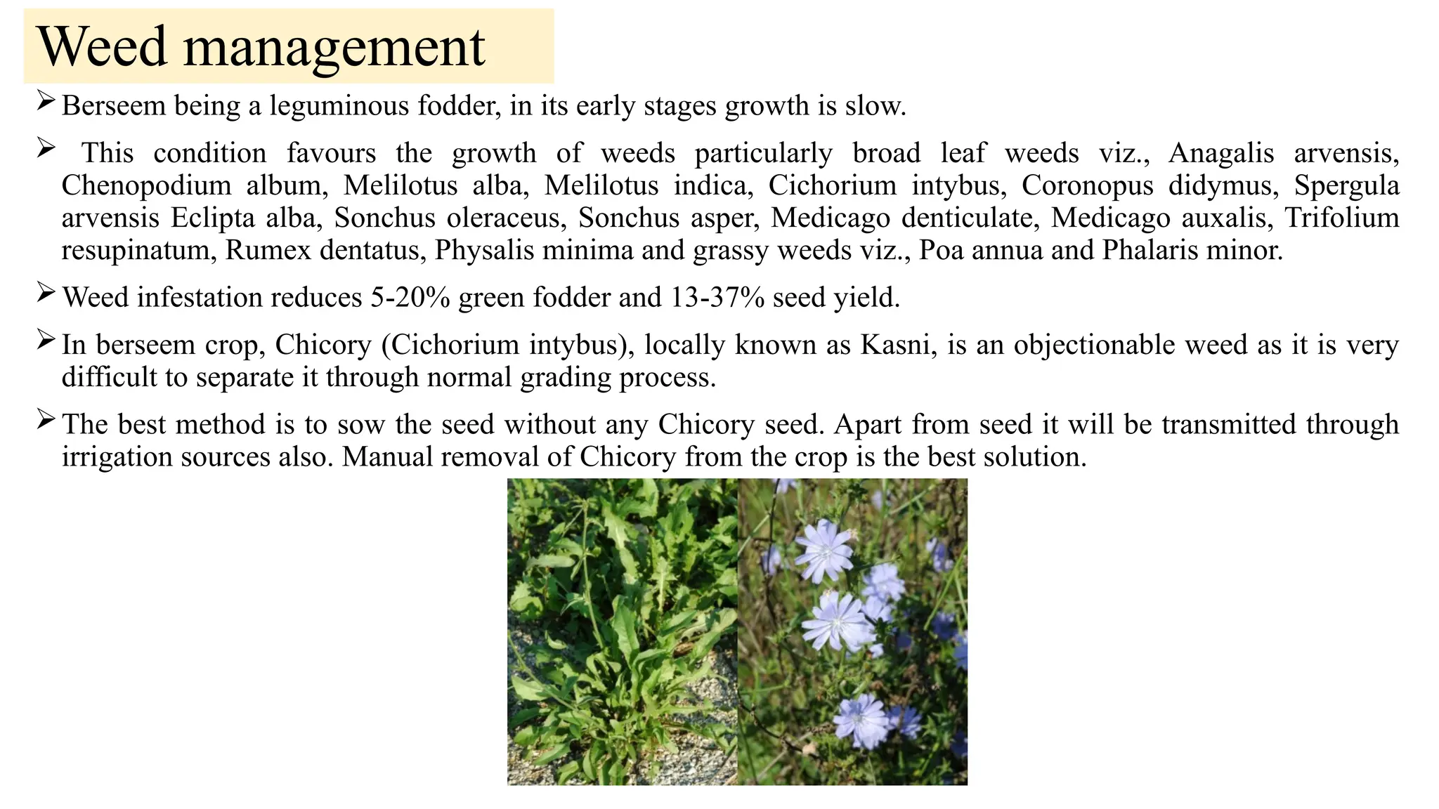 berseem. cultivation practices and basic characteristics | PPTX