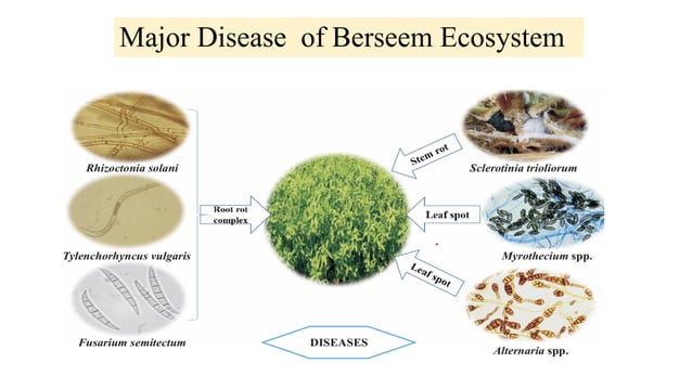 berseem. cultivation practices and basic characteristics | PPT