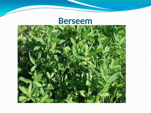 Berseem.pptx skaospsldmcmajkkowowlellele | PPTX