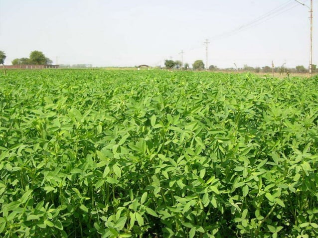 Berseem.pptx skaospsldmcmajkkowowlellele | PPTX