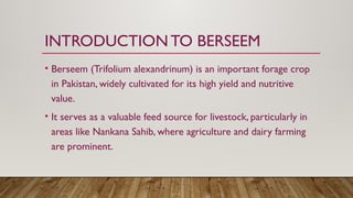 Berseem Cultivation in Nankana Sahib Area, Pakistan.pptx