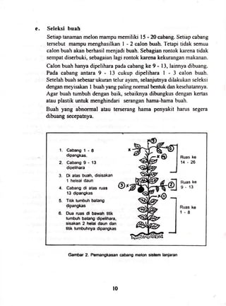 Belajar tata cara budidaya buah Melon.pdf