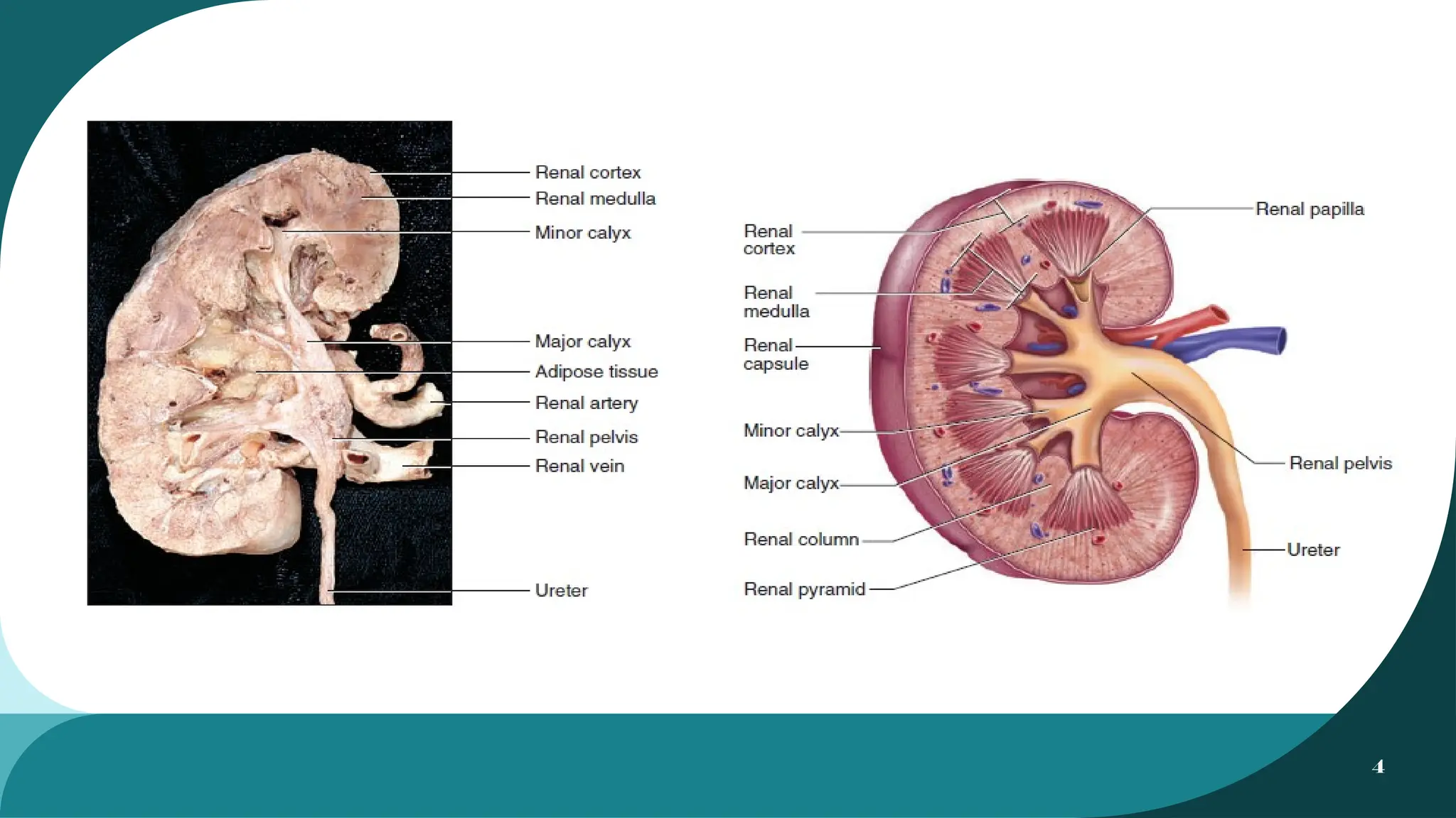 Bertha T Wulandari - Sistem Urinasi & Ginjal.pptx