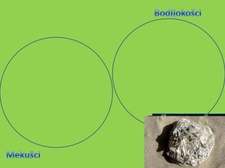Beskicmenjaci prepoznaj me | PPTX