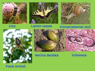 Beskicmenjaci prepoznaj me | PPTX