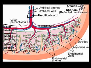 Biological Augmentation Of Rotator Cuff Tears | PPTX