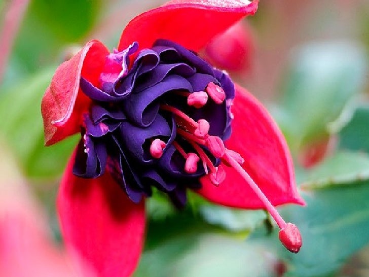 Best Beautiful Uncommon Flower Photographs best-beautiful-uncommon-flower-photographs