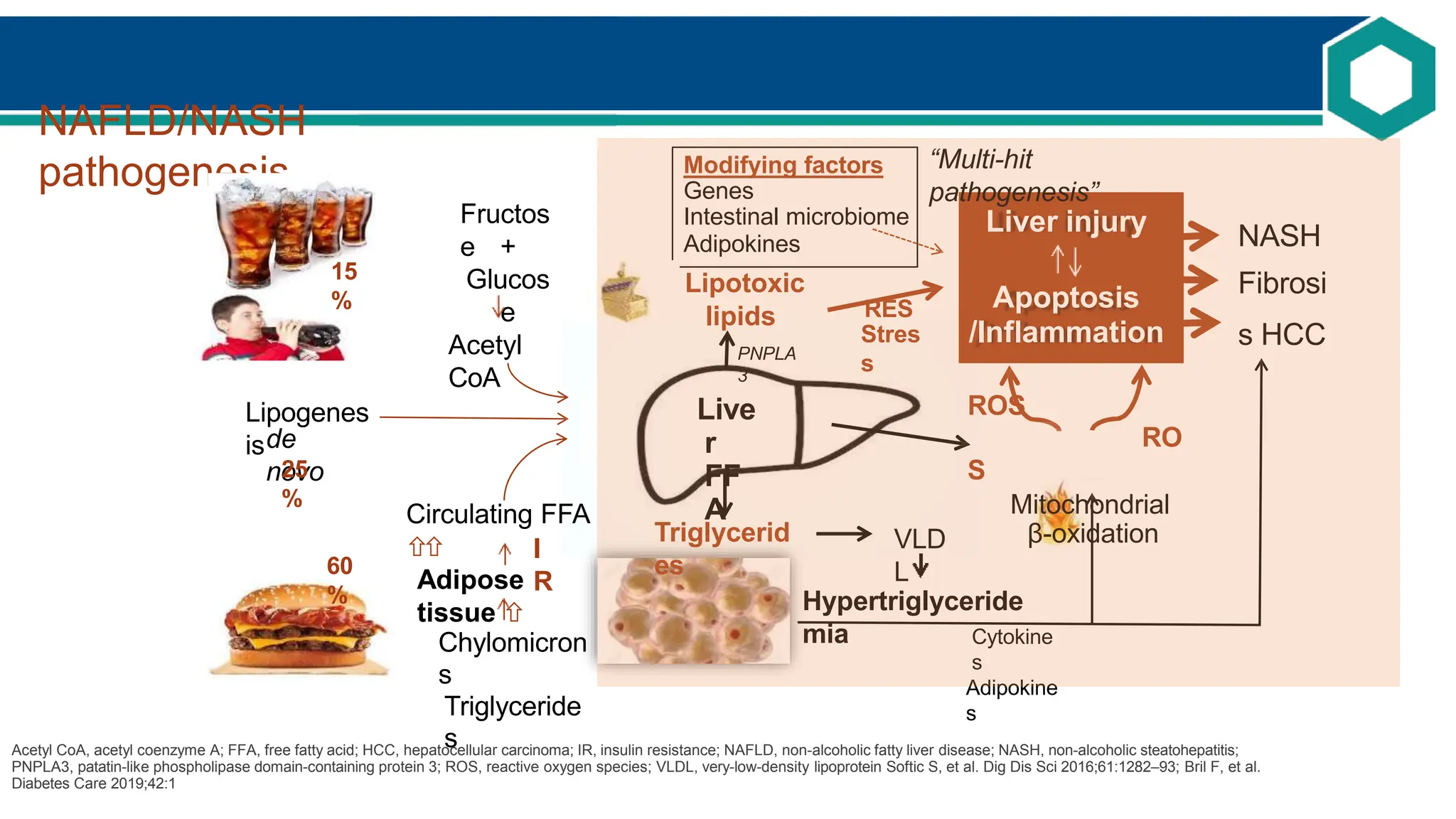 EXPERIMENTAL MODELS FOR NASH NAFLD LIVER DISEASES.pptx