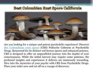 Find Best Colombian Rust Spore California | PPT