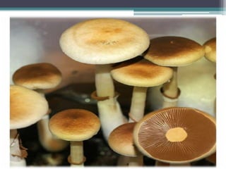 Find Best Colombian Rust Spore California | PPTX