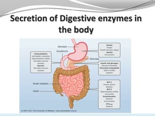 Best Digestive Enzymes | PPTX
