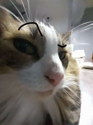 Best Funny and Beautiful Cat Memes Collection.pdf