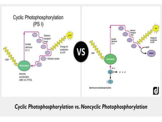 plant different pathway | PPTX
