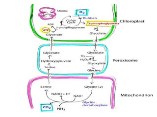 plant different pathway | PPTX