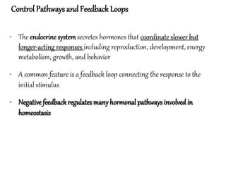 Best Hormones and the Endocrine System-1.ppt