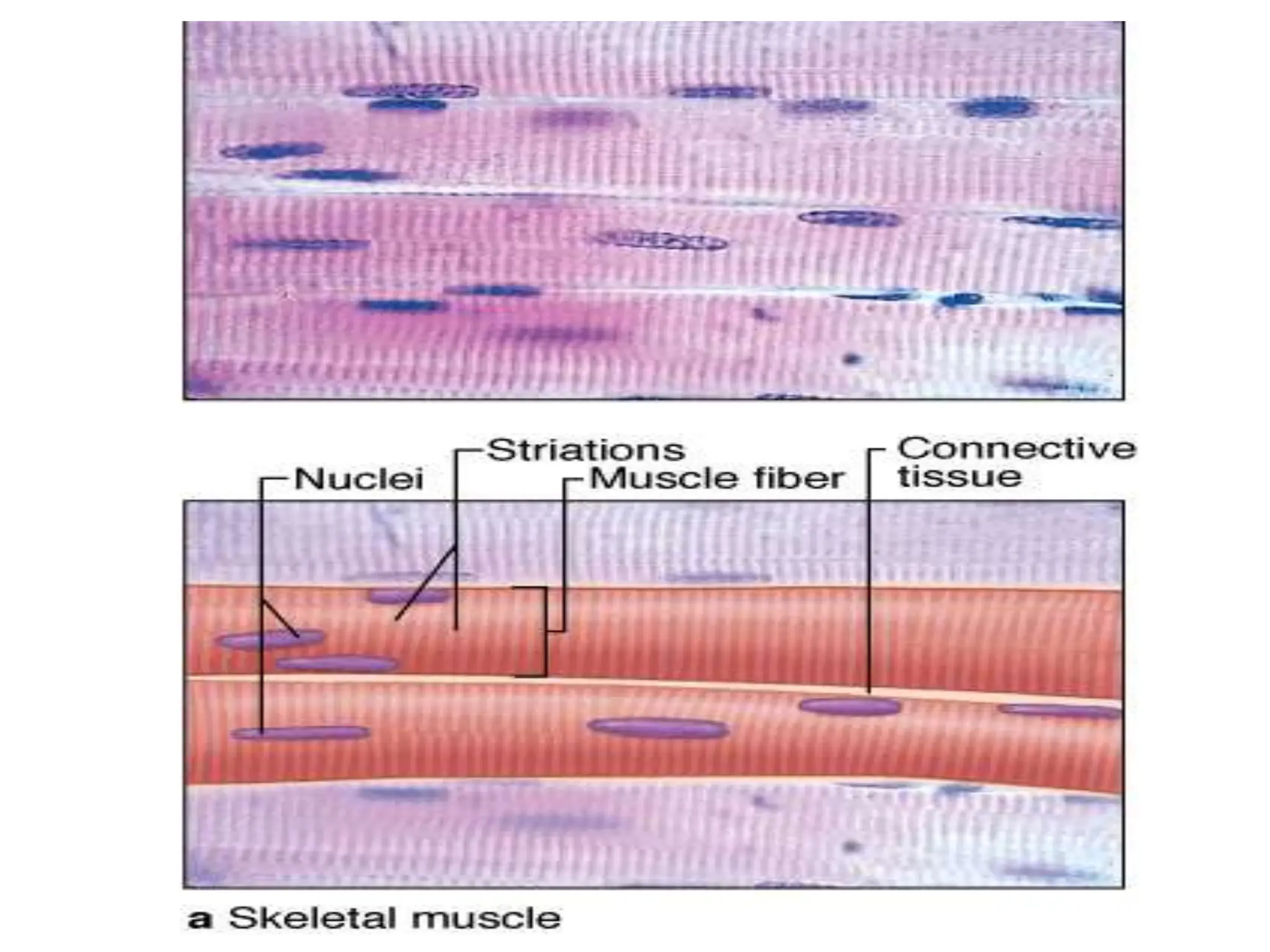 best muscle tissue.pptxghfght5fvyytht6gyg | PPT
