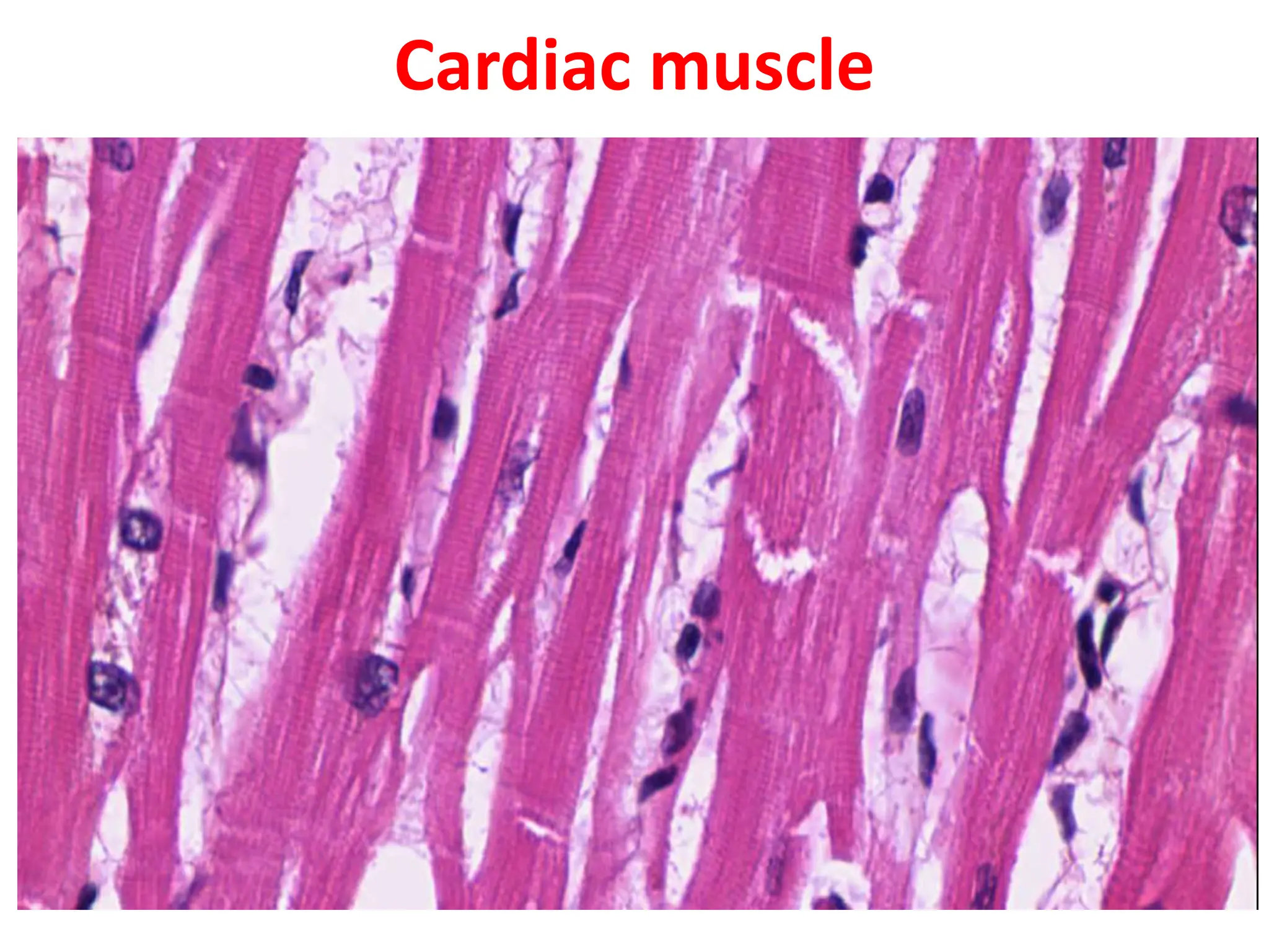 best muscle tissue.pptxghfght5fvyytht6gyg | PPT
