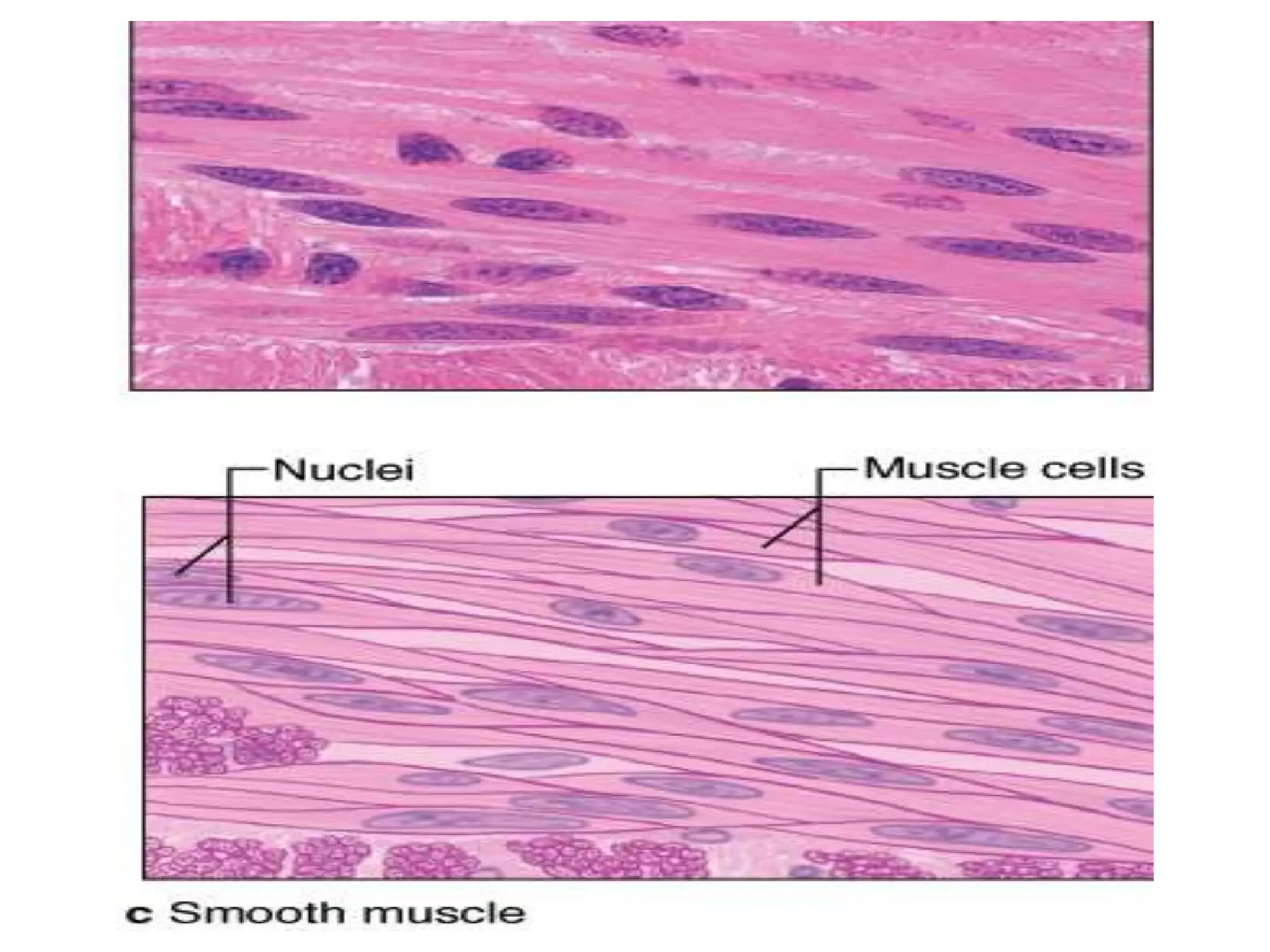 best muscle tissue.pptxghfght5fvyytht6gyg | PPT