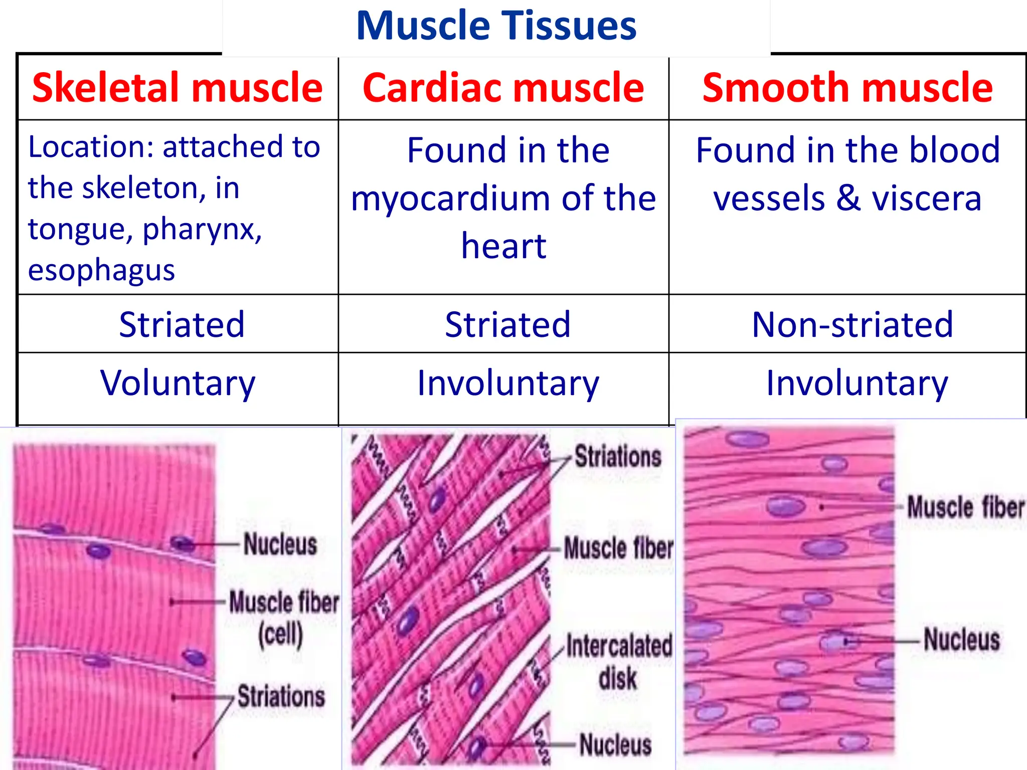 best muscle tissue.pptxghfght5fvyytht6gyg | PPT