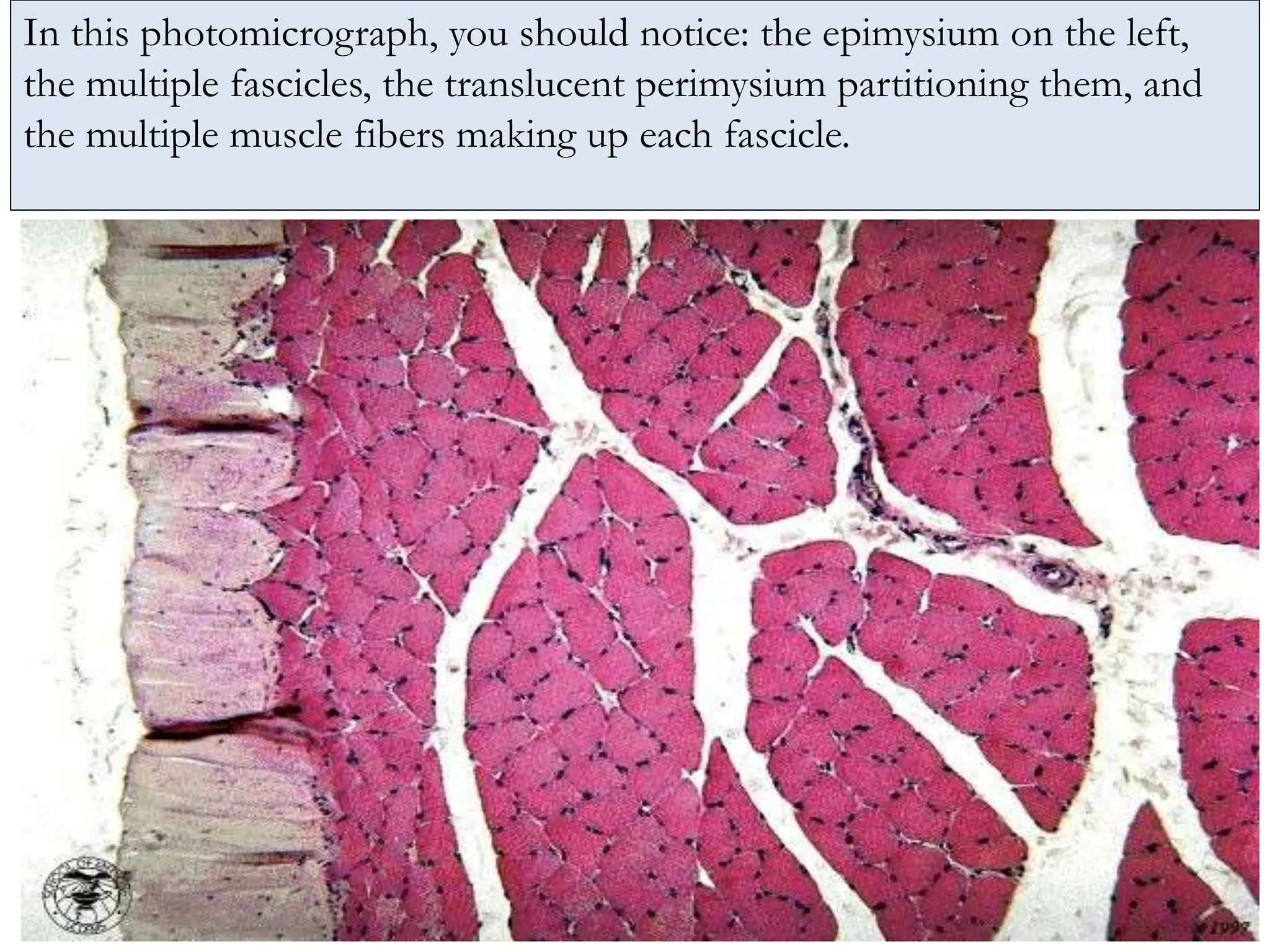 best muscle tissue.pptxghfght5fvyytht6gyg | PPT