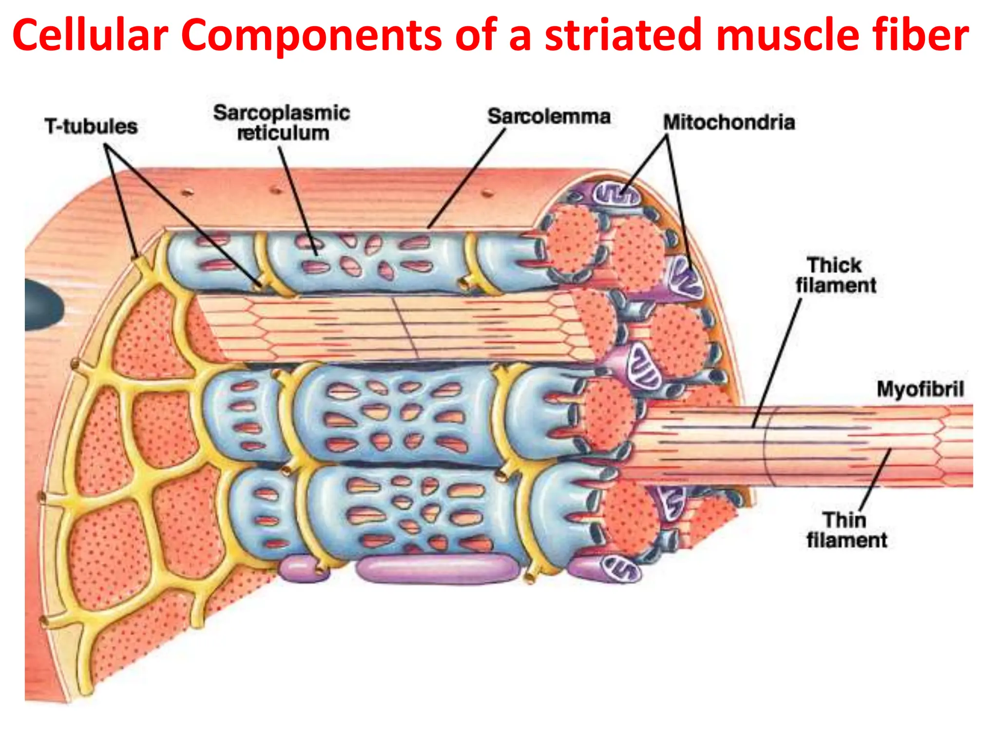 best muscle tissue.pptxghfght5fvyytht6gyg | PPT