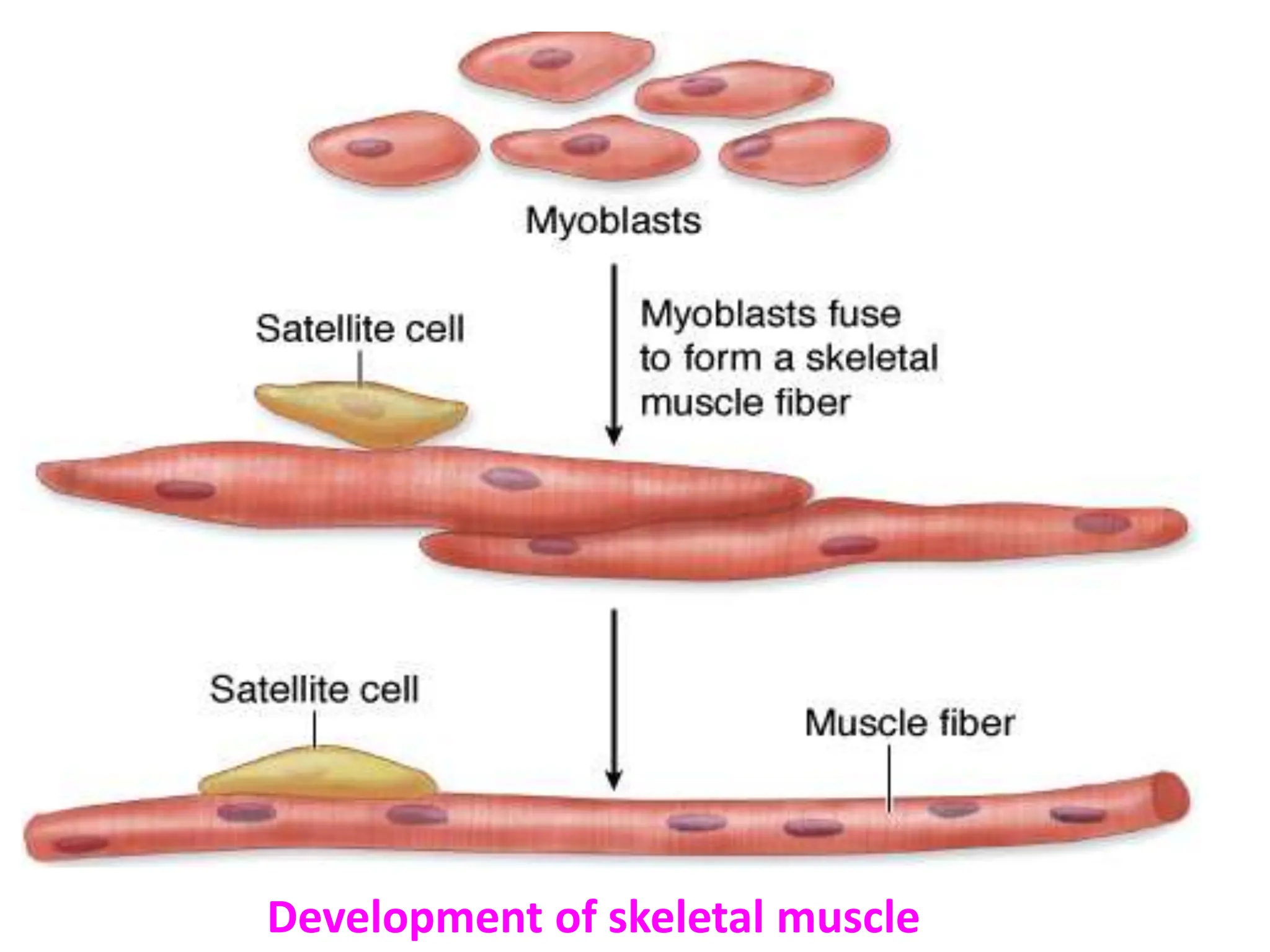 best muscle tissue.pptxghfght5fvyytht6gyg | PPT