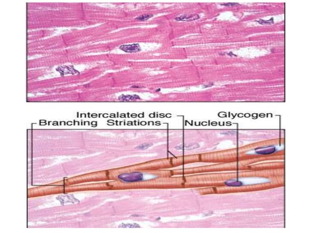 best muscle tissue.pptxghfght5fvyytht6gyg | PPT