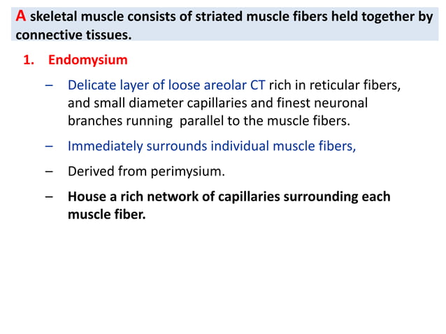 best muscle tissue.pptxghfght5fvyytht6gyg | PPT