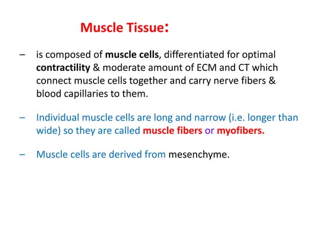best muscle tissue.pptxghfght5fvyytht6gyg | PPT