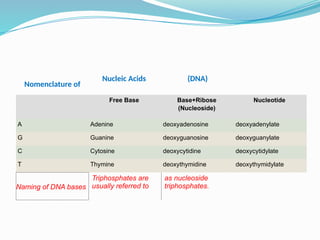 Comprehensive Overview of Nucleic Acids: Structure, Function, and ...