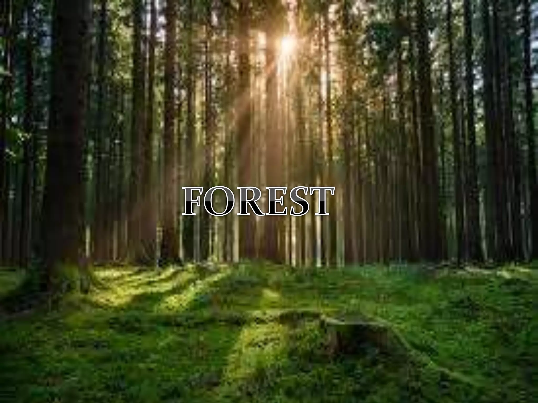 FOREST | PPTX