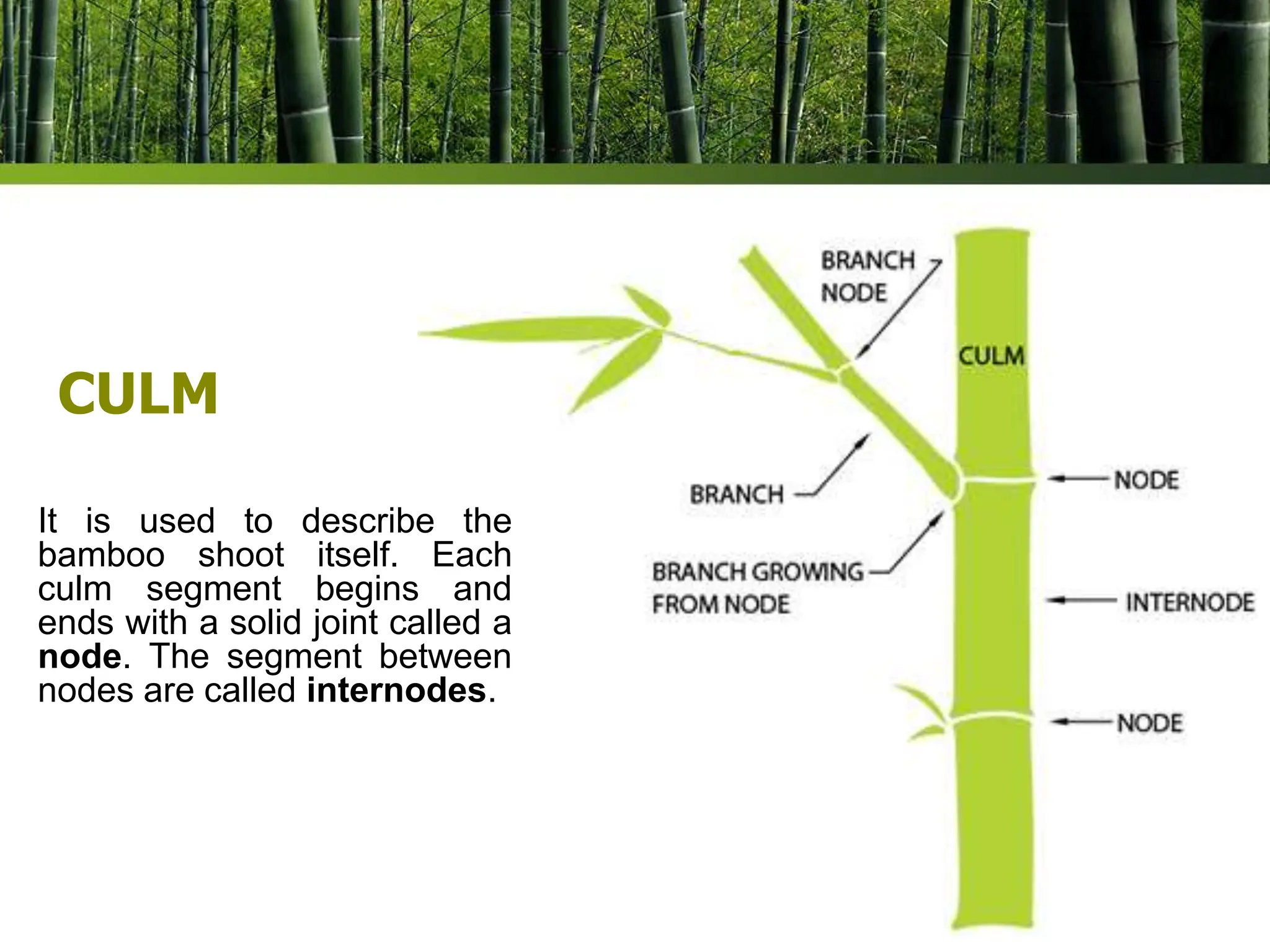 BEST PRACTICES AND EXPERIENCES ABOUT BAMBOO PROPAGATION NURSERY.pptx