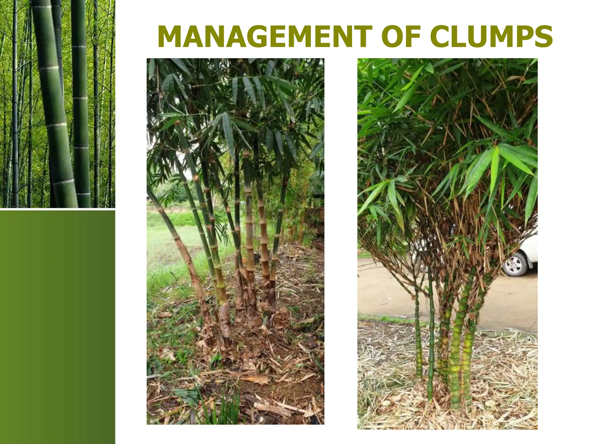 BEST PRACTICES AND EXPERIENCES ABOUT BAMBOO PROPAGATION NURSERY.pptx