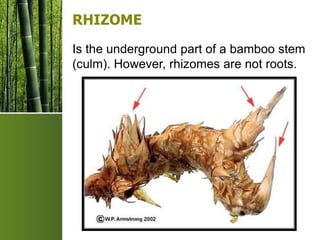 BEST PRACTICES AND EXPERIENCES ABOUT BAMBOO PROPAGATION NURSERY.pptx