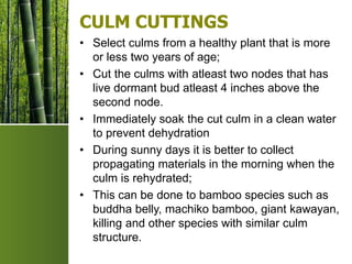 BEST PRACTICES AND EXPERIENCES ABOUT BAMBOO PROPAGATION NURSERY.pptx
