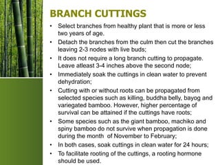 BEST PRACTICES AND EXPERIENCES ABOUT BAMBOO PROPAGATION NURSERY.pptx