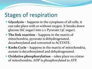 RESPIRATION!!! | PPTX