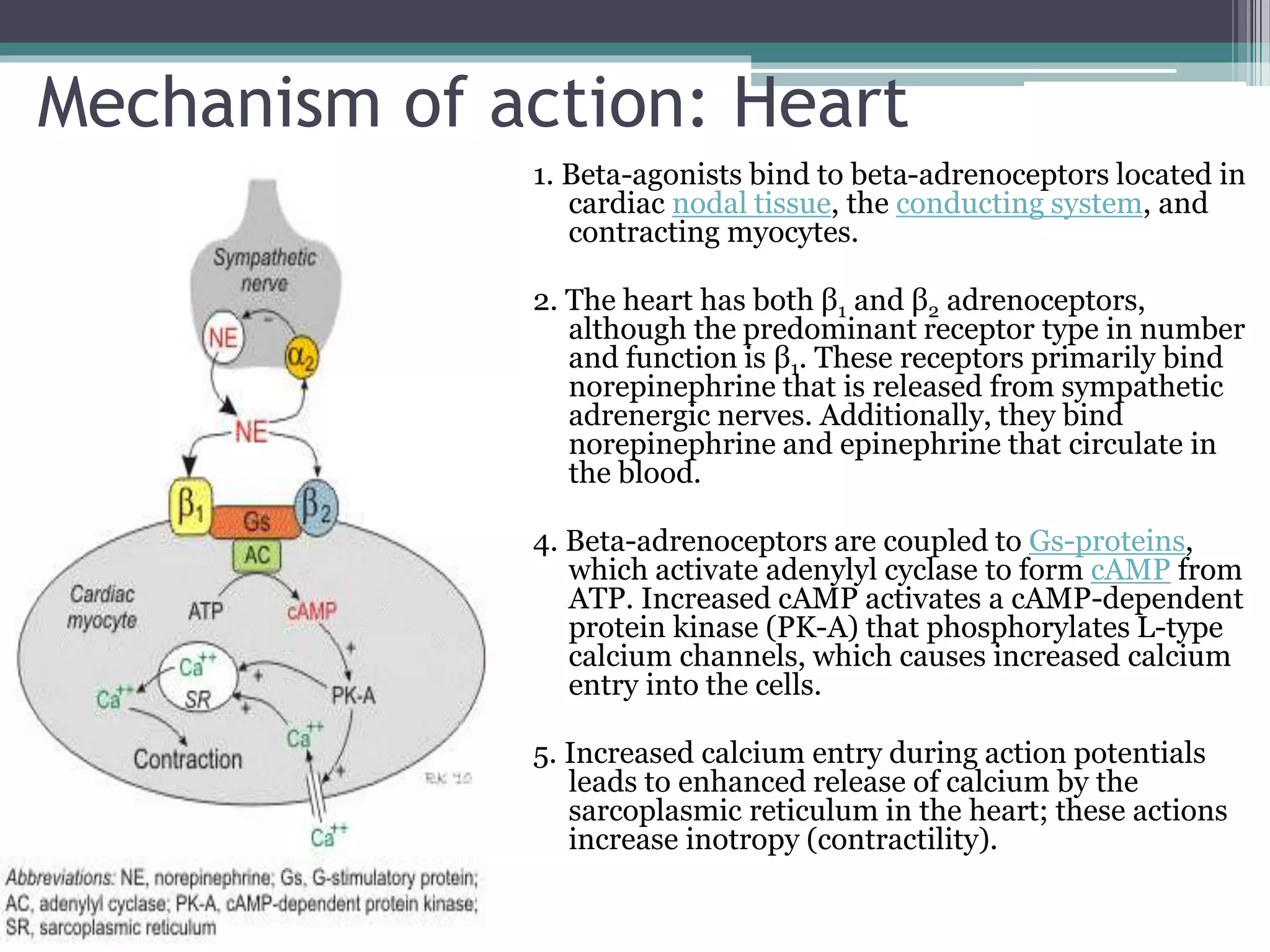 Beta adrenoceptor agonists | PPTX