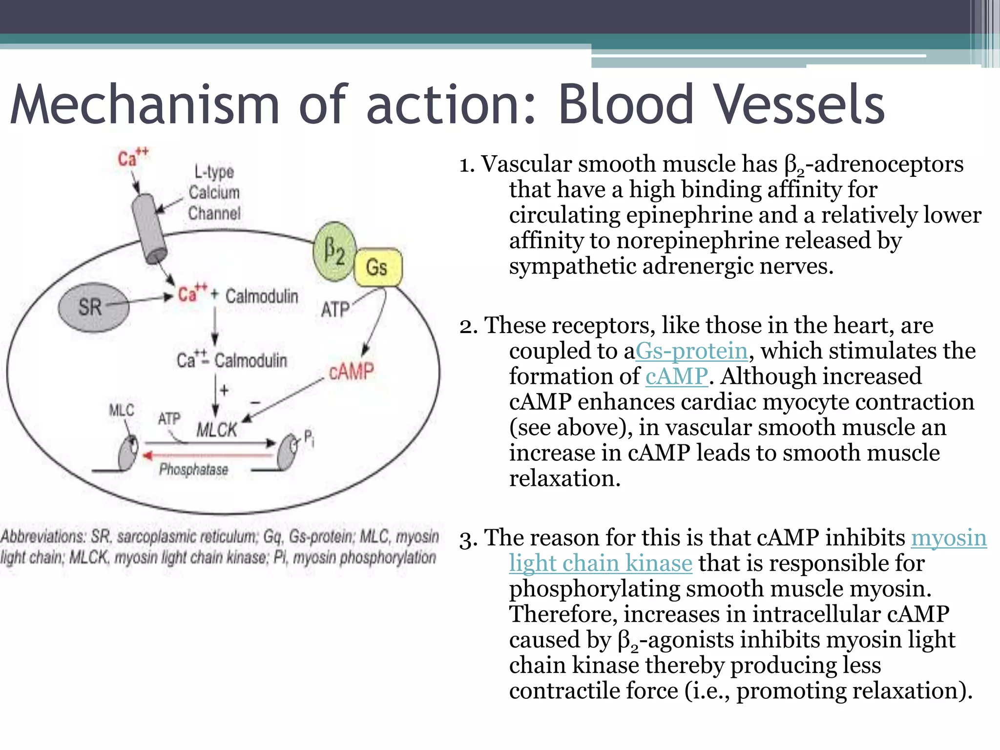 Beta adrenoceptor agonists | PPTX