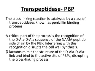 Beta lactam antibiotics | PDF