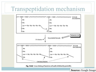 Beta lactam antibiotics | PPT
