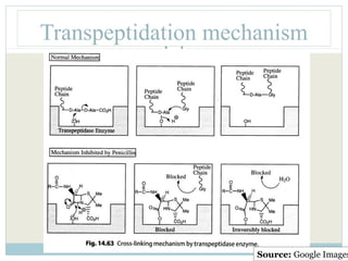 Beta lactam antibiotics | PPT