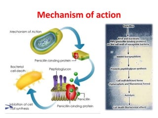 Beta lactam antibiotics - penicillins | PPTX